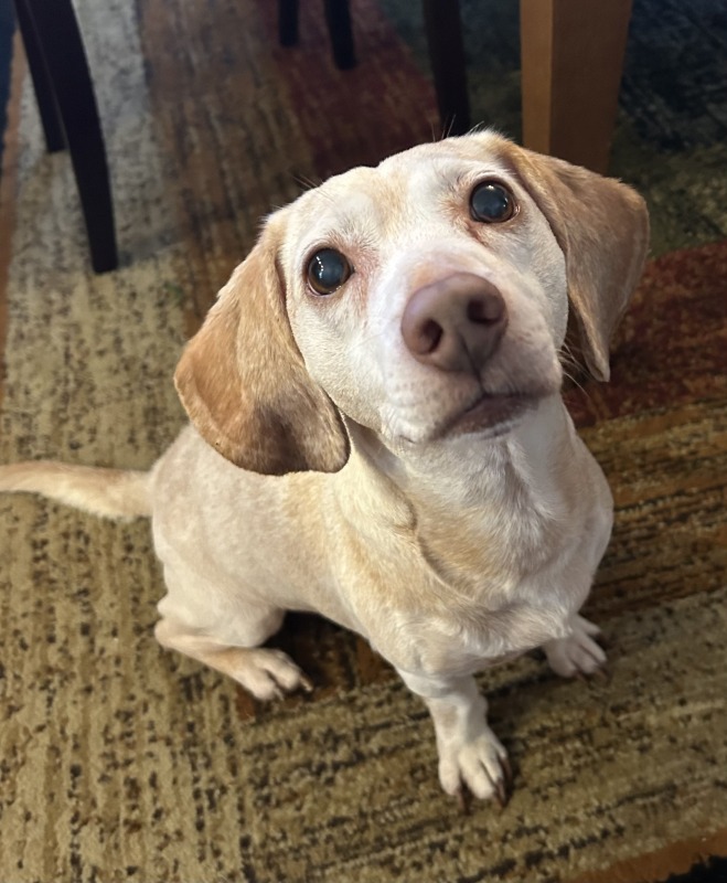 Poncho #12214 - Dachshund Rescue of North America