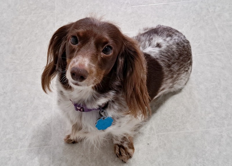 Sky #13136 - Dachshund Rescue of North America